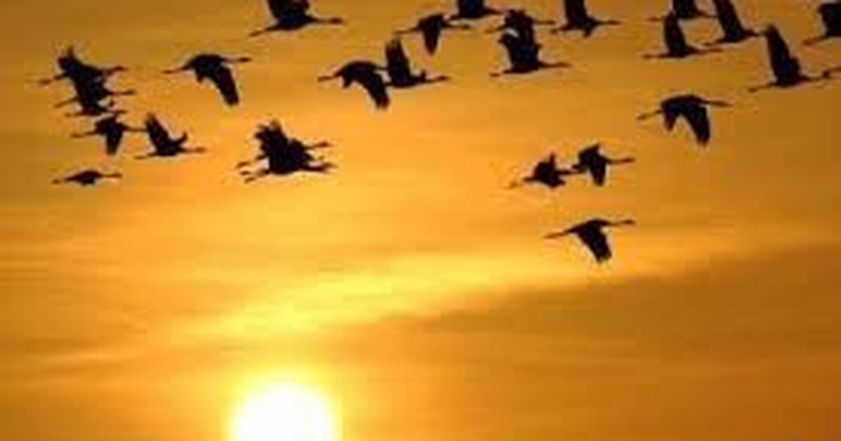 CHƯƠNG TRÌNH NGHỆ THUẬT ĐÀN CHIM VIỆT